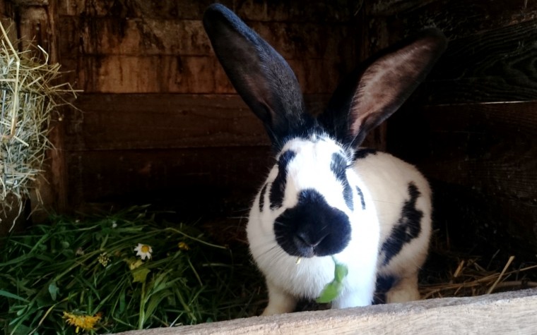 Deutsche Riesenschecken (Kaninchen) | Fränkisches Freilandmuseum ...