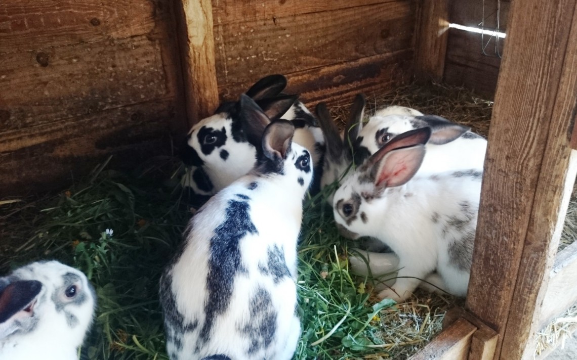 Deutsche Riesenschecken (Kaninchen) | Fränkisches Freilandmuseum ...