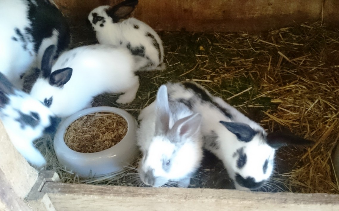 Deutsche Riesenschecken (Kaninchen) | Fränkisches Freilandmuseum ...